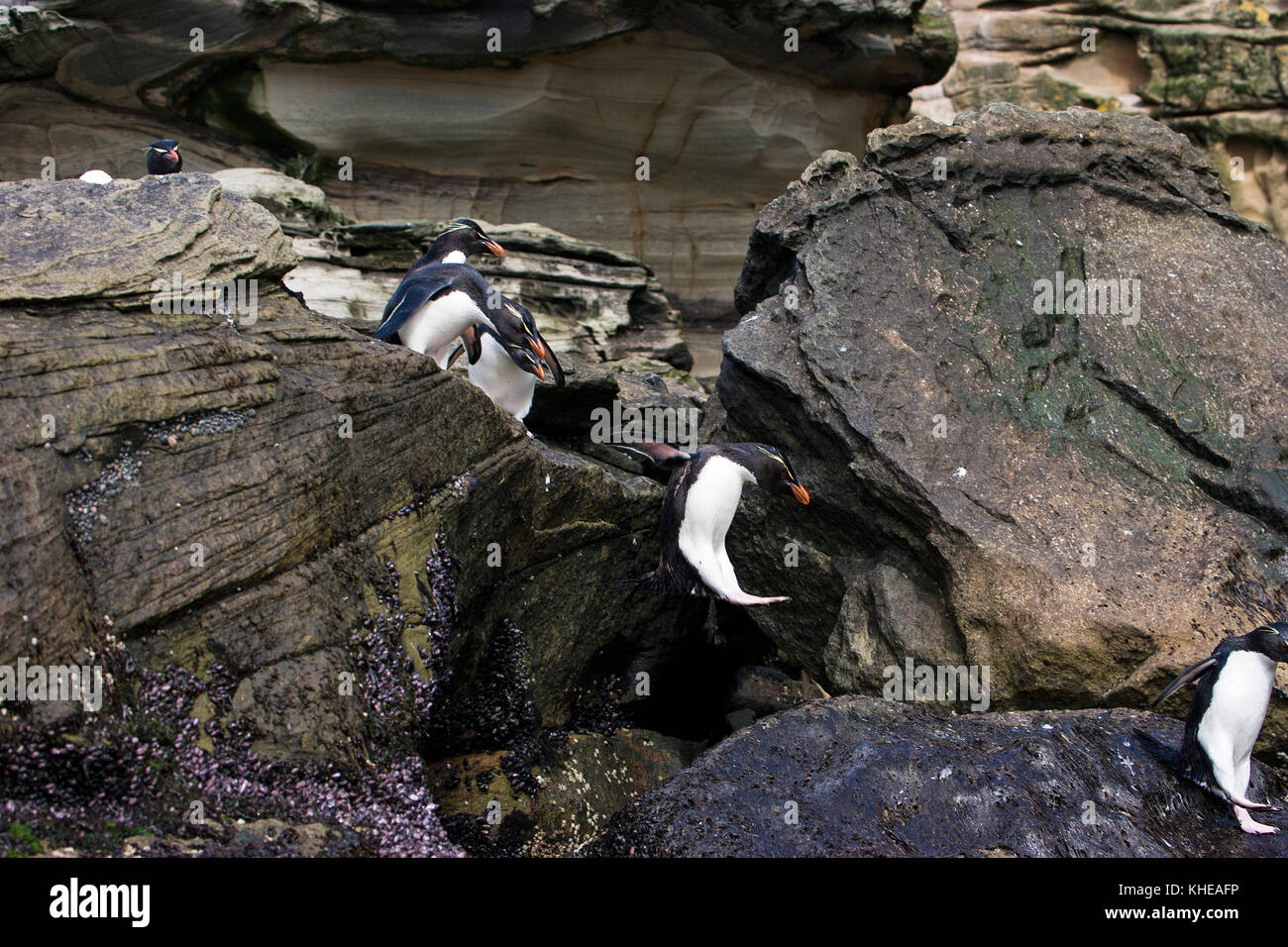 Rockhopper penguin jumping hi-res stock photography and images - Alamy