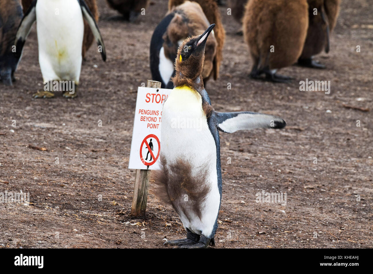 Stop penguin sign hi-res stock photography and images - Alamy