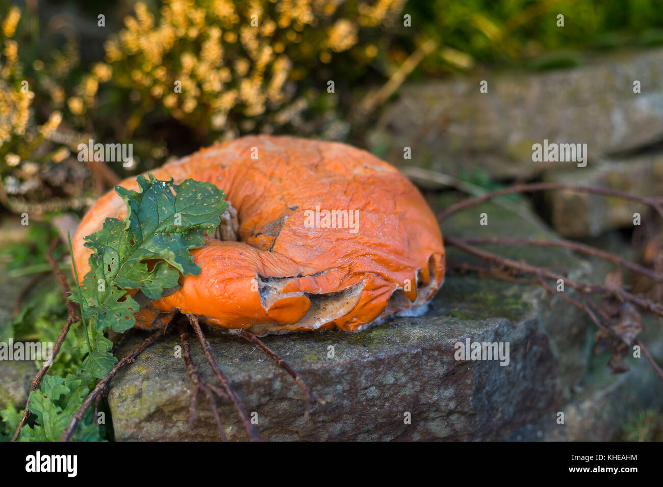 Rotten Pumpkin Stock Photos & Rotten Pumpkin Stock Images - Alamy
