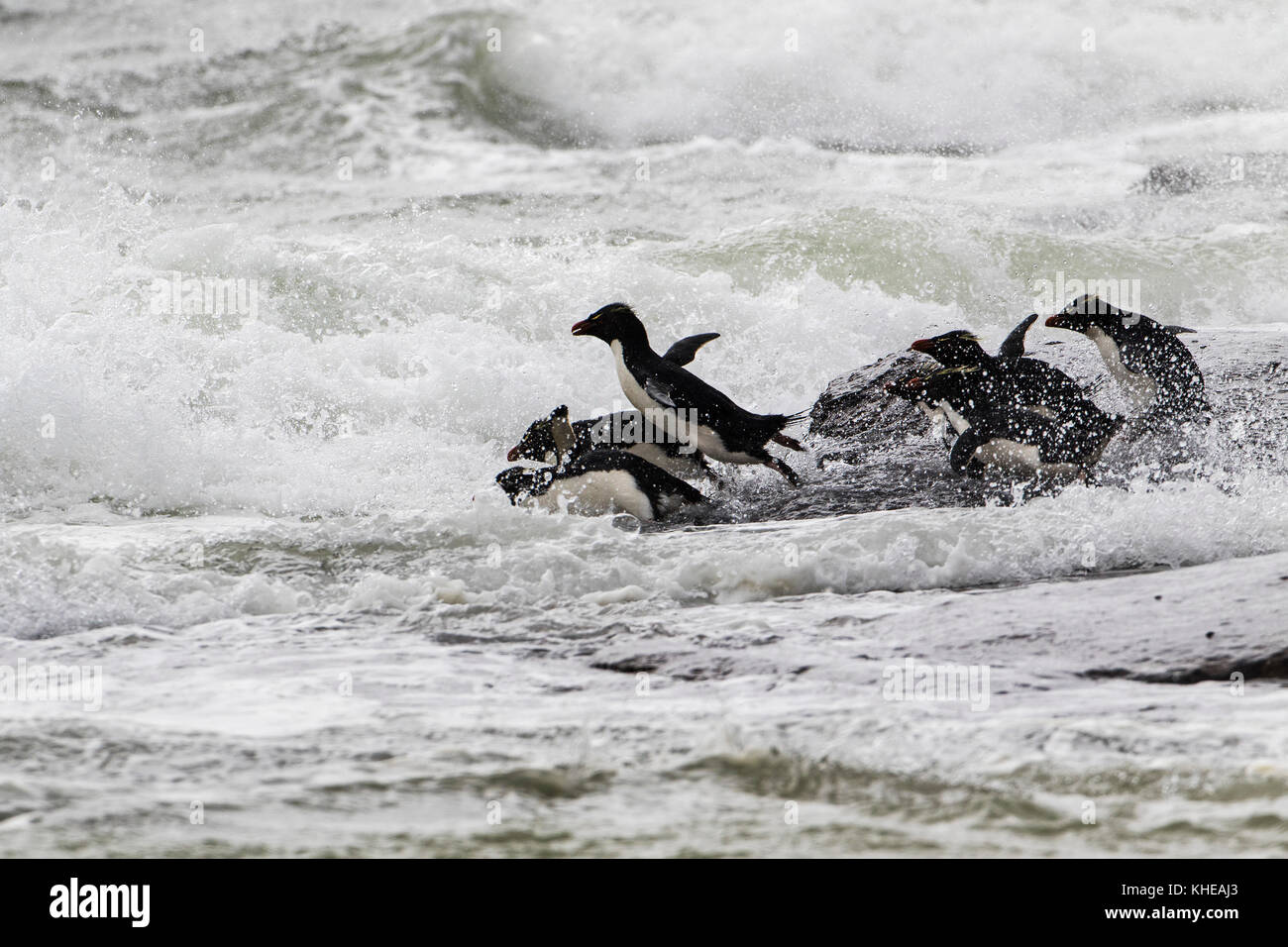 Rockhopper penguin Eudyptes chryscome group crashing through waves The ...