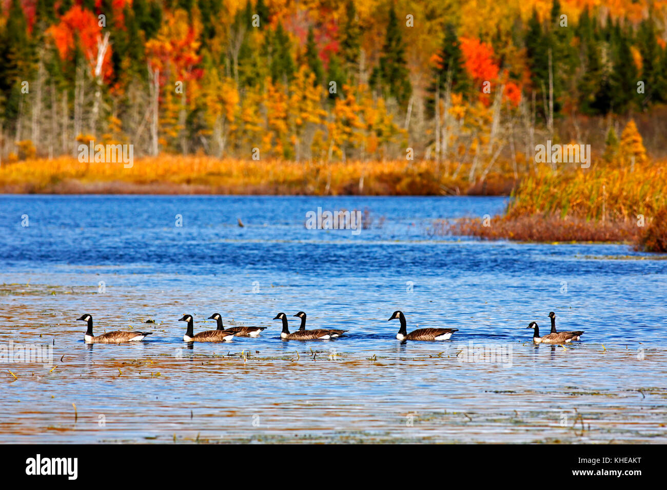 New brunswick lake hi-res stock photography and images - Alamy