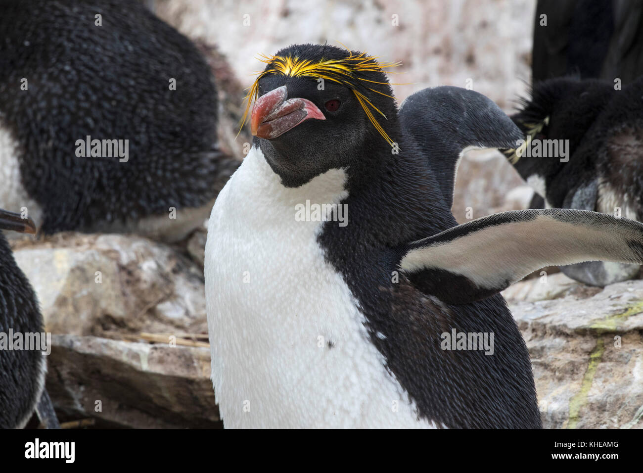 Macaroni penguin Eudyptes chrysolophus adult nesting in Rockhopper ...