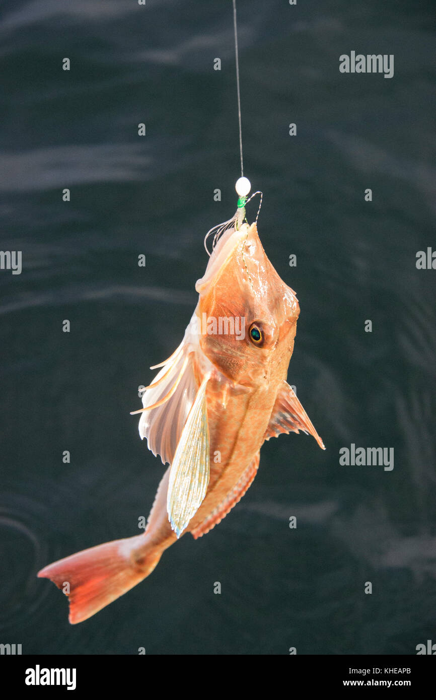 Gurnard fishing hi-res stock photography and images - Alamy