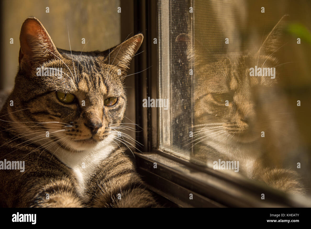 Sun shining through window hi-res stock photography and images - Alamy