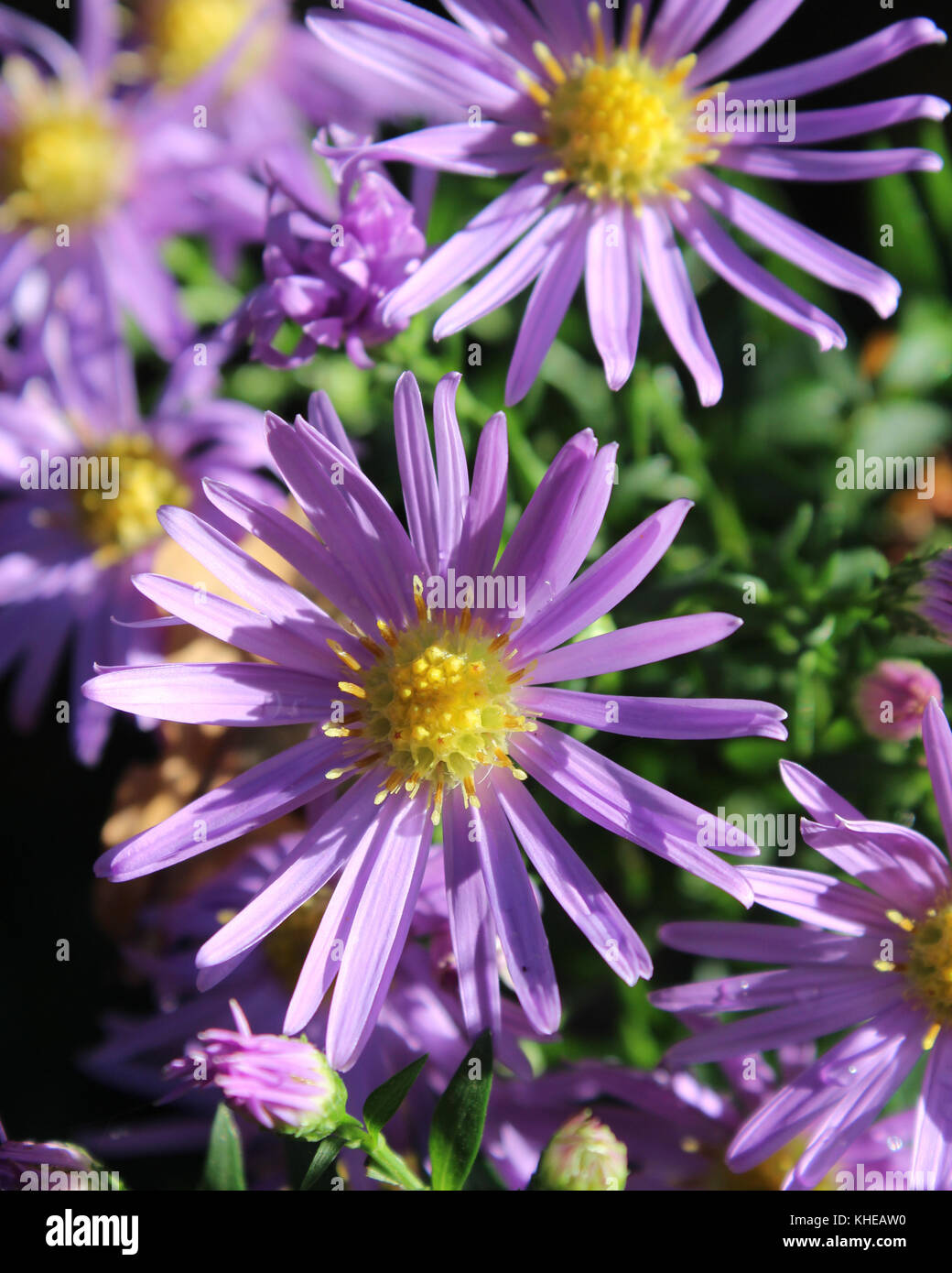 The lovely purple flowers of Symphyotrichum novi belgii, also known as ...