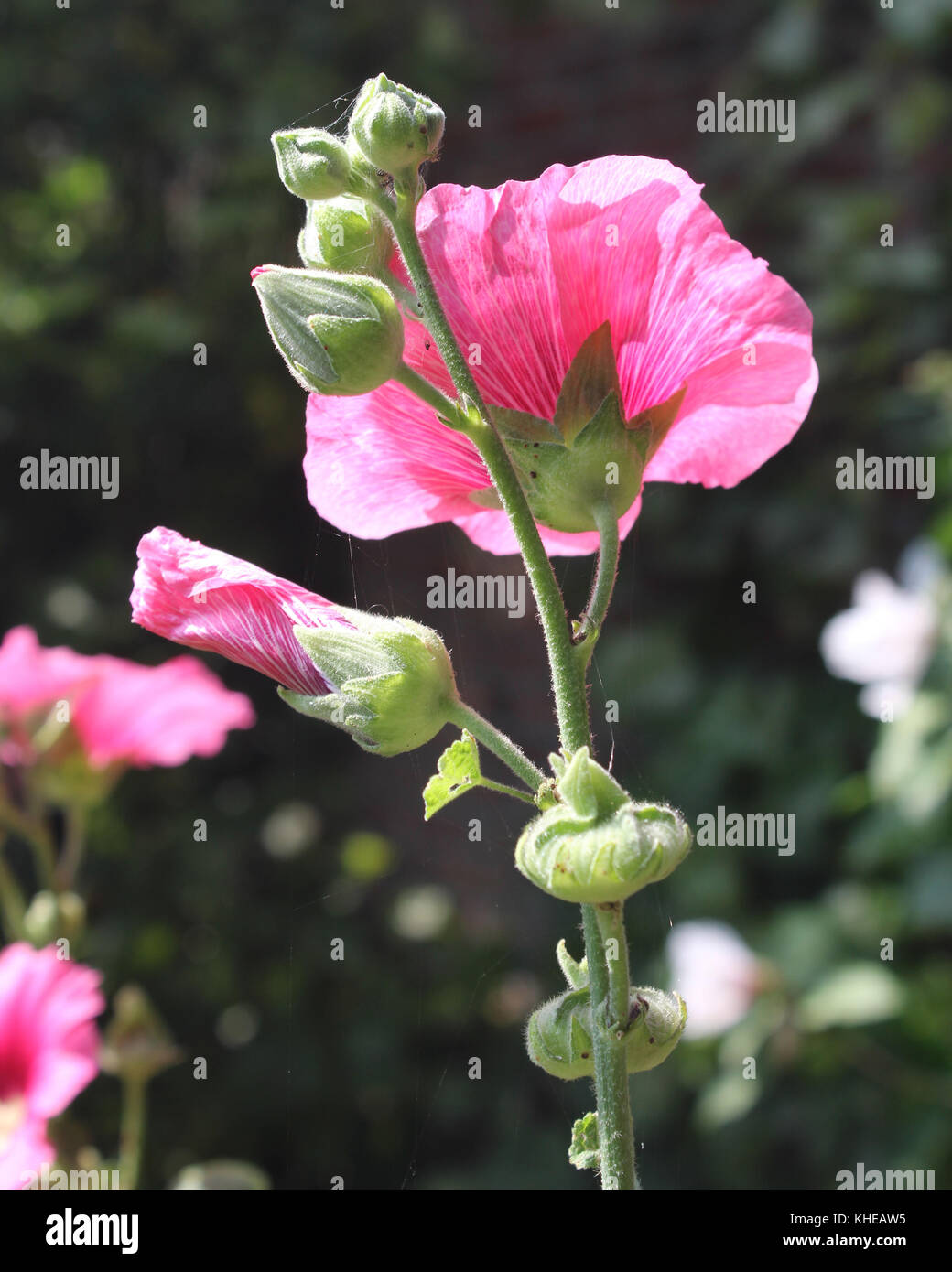 Alcea rosea cottage hi-res stock photography and images - Alamy