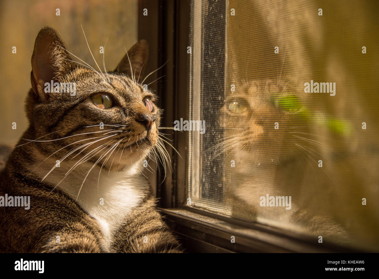Cat by the window hi-res stock photography and images - Alamy
