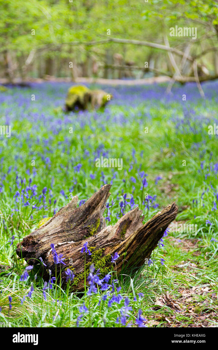 Hertfordshire, UK. A tree stump with moss growing on it is surrounded ...
