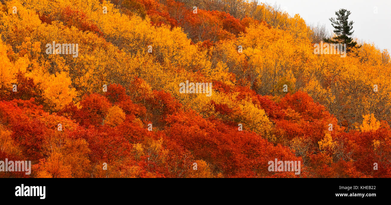 A lone evergreen tree rises above vibrant autumn colors on a side hill ...