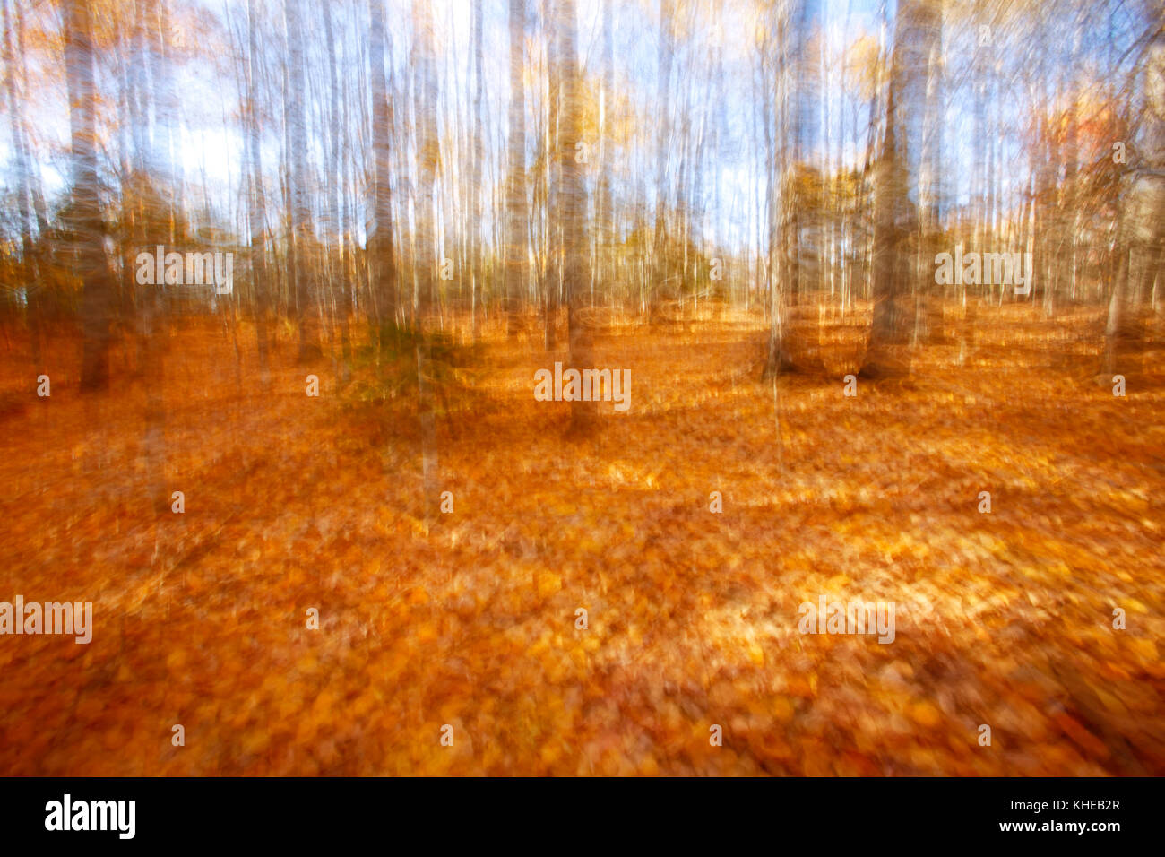 Motion blur of a woodlot in autumn after most of the leaves have fallen ...