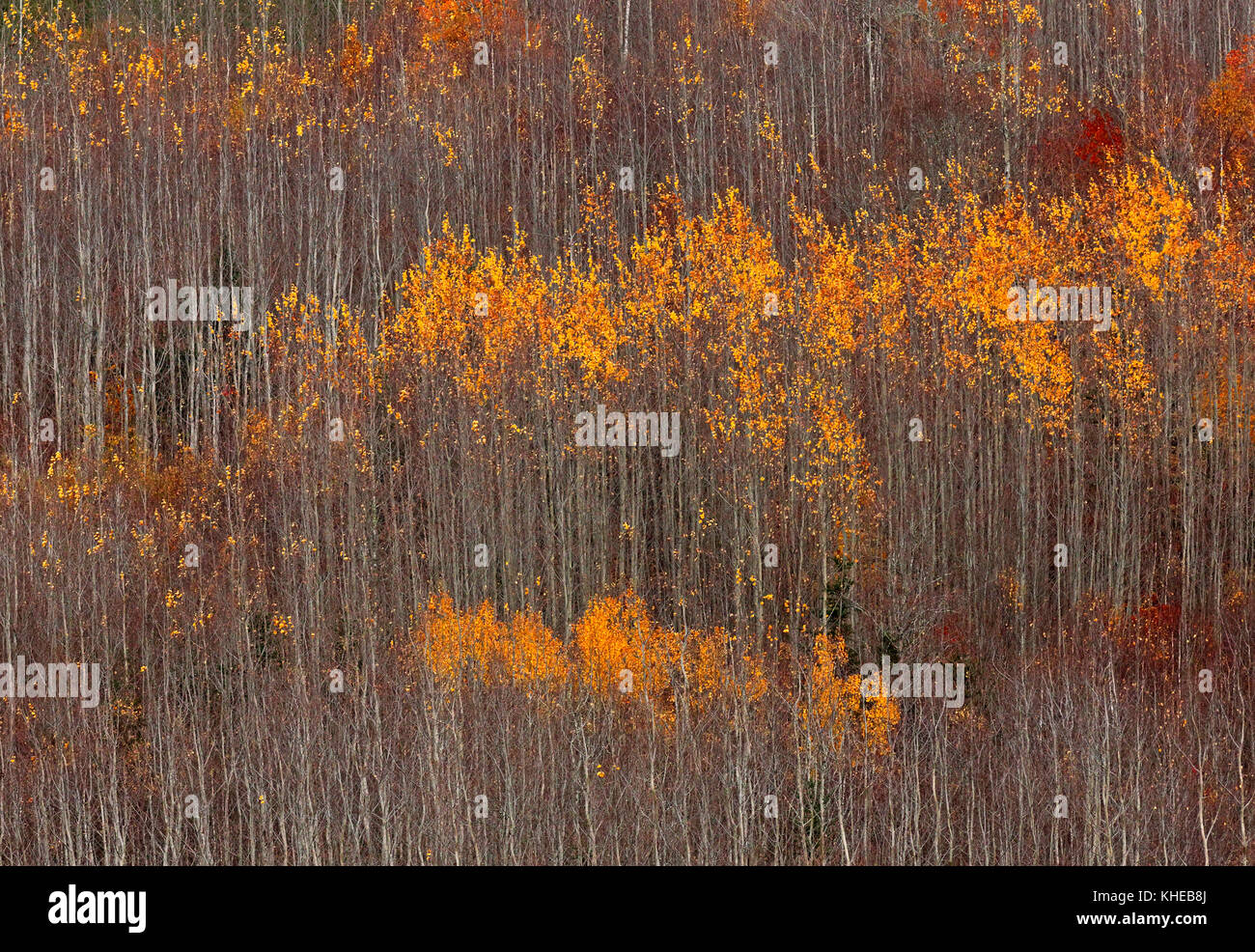 Symmetry of tall, straight trees with autumn colors Stock Photo - Alamy