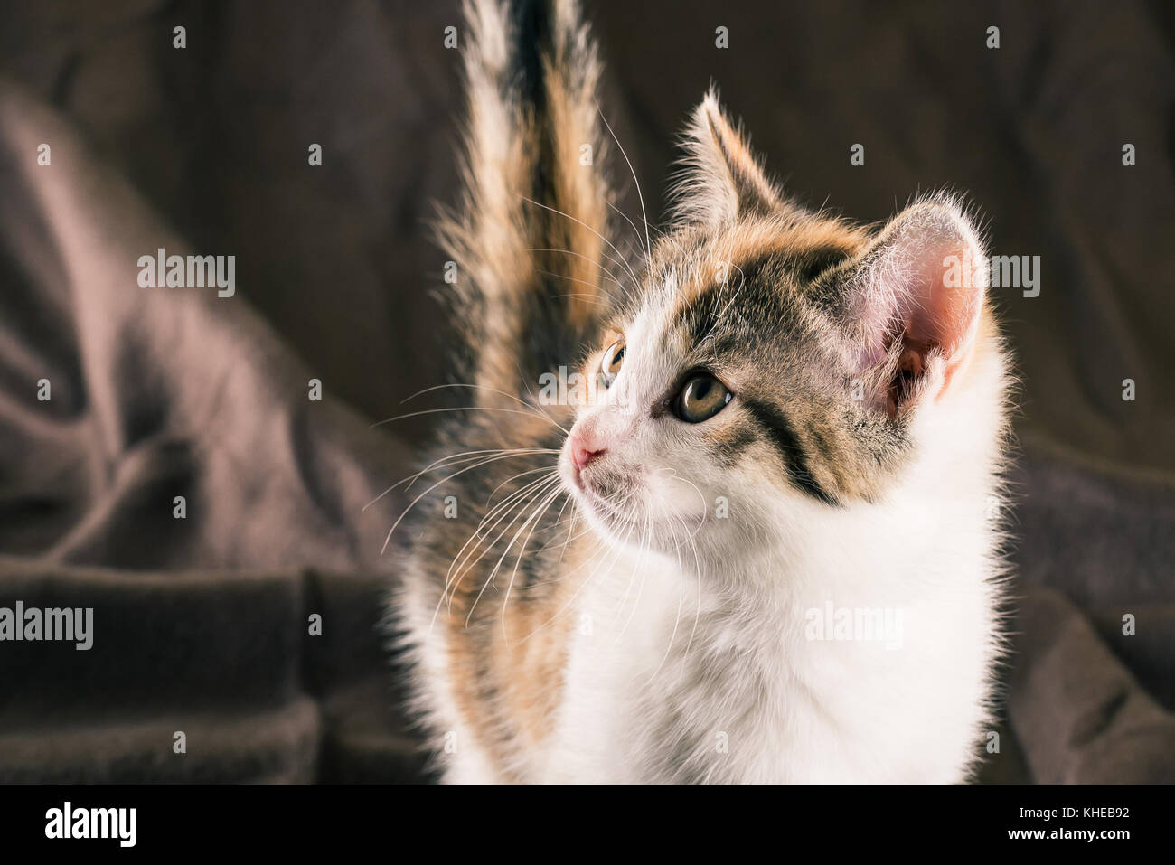 Horizontal photo of few weeks old kitten. Cat has white fur with red ...