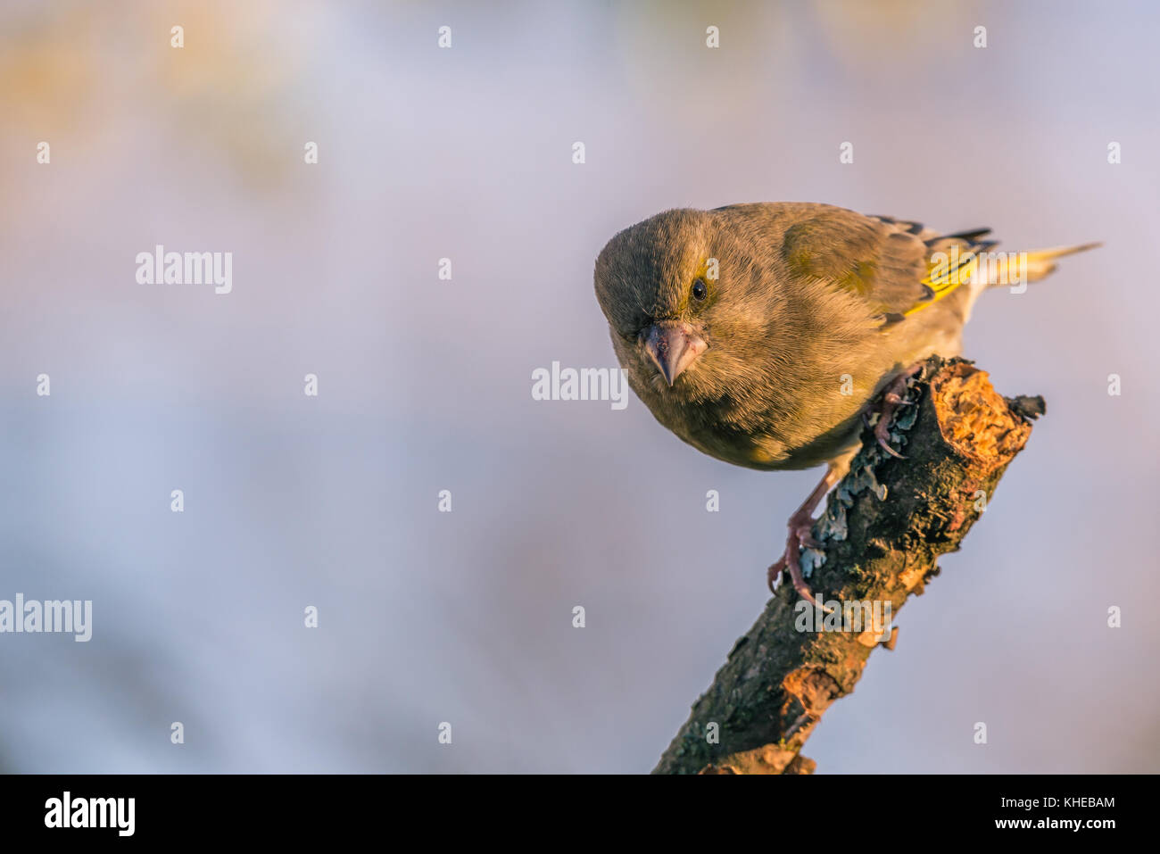 Horizontal photo of nice single greenfinch songbird. Bird is perched on ...