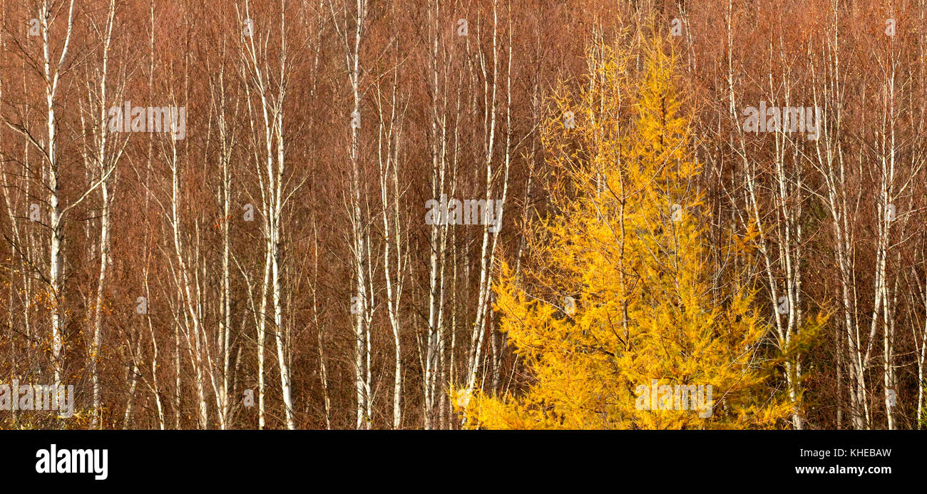 Tamarack hi-res stock photography and images - Alamy