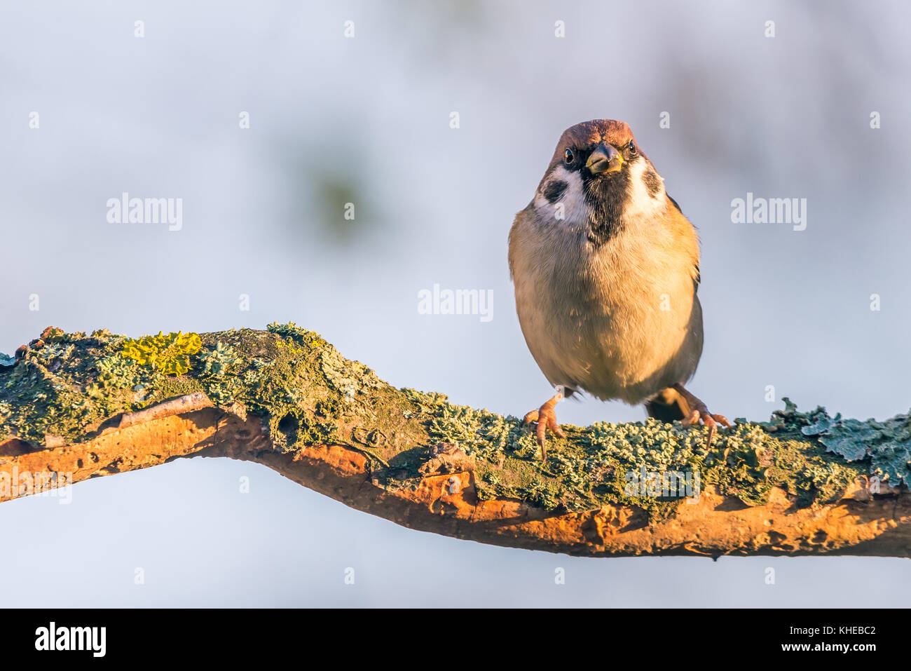 Horizontal photo with single sparrow bird. Bird sits on worn wooden ...