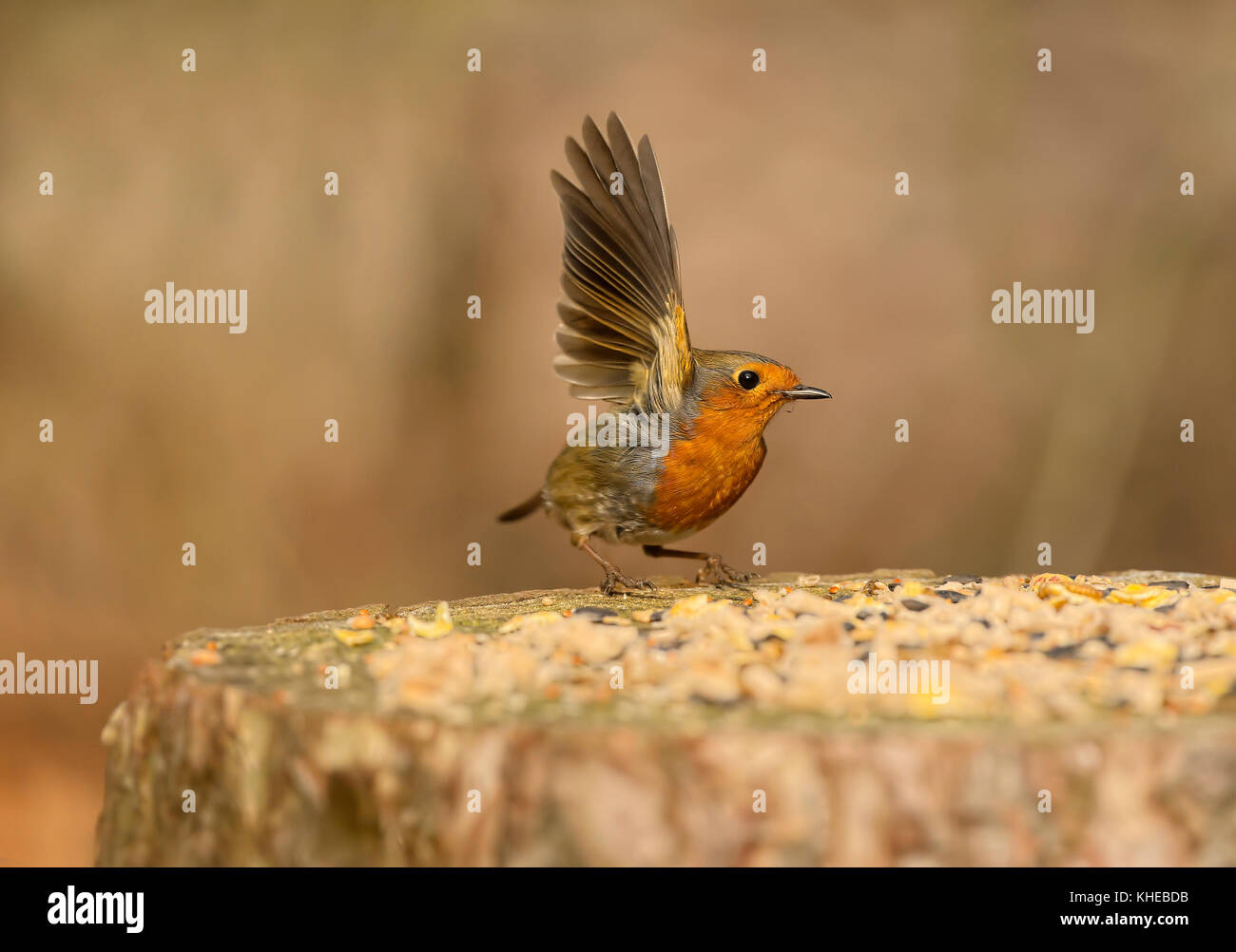 Robin Flying High Resolution Stock Photography and Images - Alamy