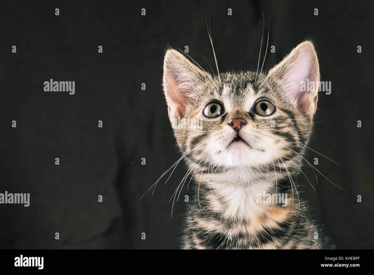 Horizontal photo with portrait of few weeks old kitten. Baby cat has ...