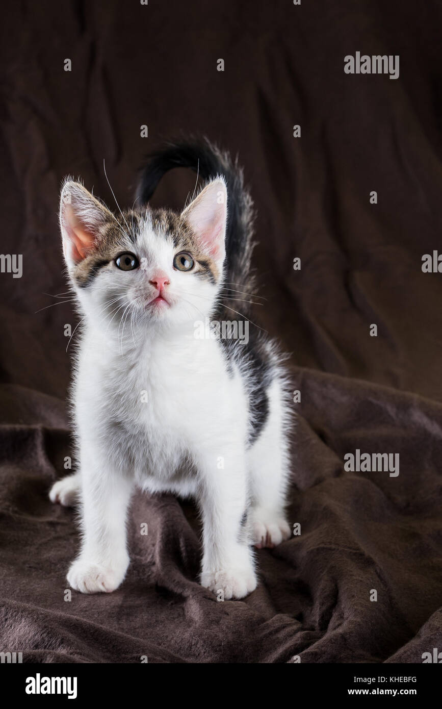 Vertical photo of few weeks old kitten. Cat has white fur with tabby ...