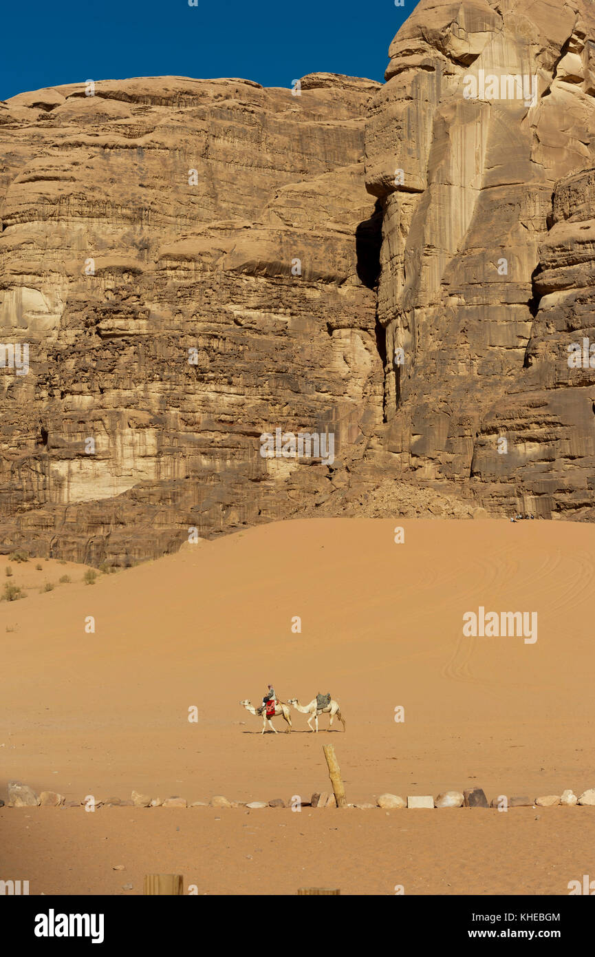 Bedouin riding a camel in Wadi Rum, Jordan, Middle East Stock Photo - Alamy