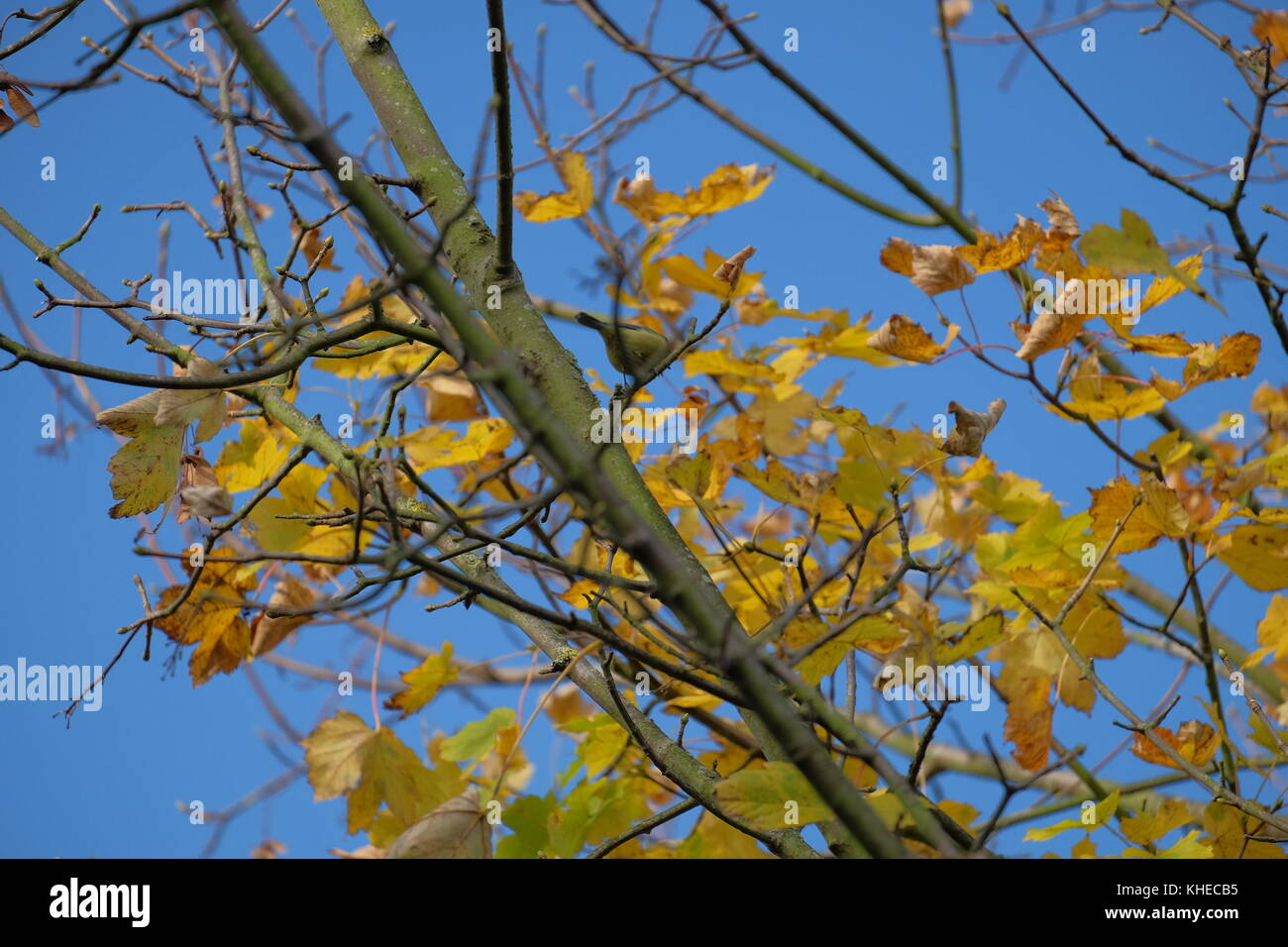 goldcrest woodland bird Stock Photo - Alamy