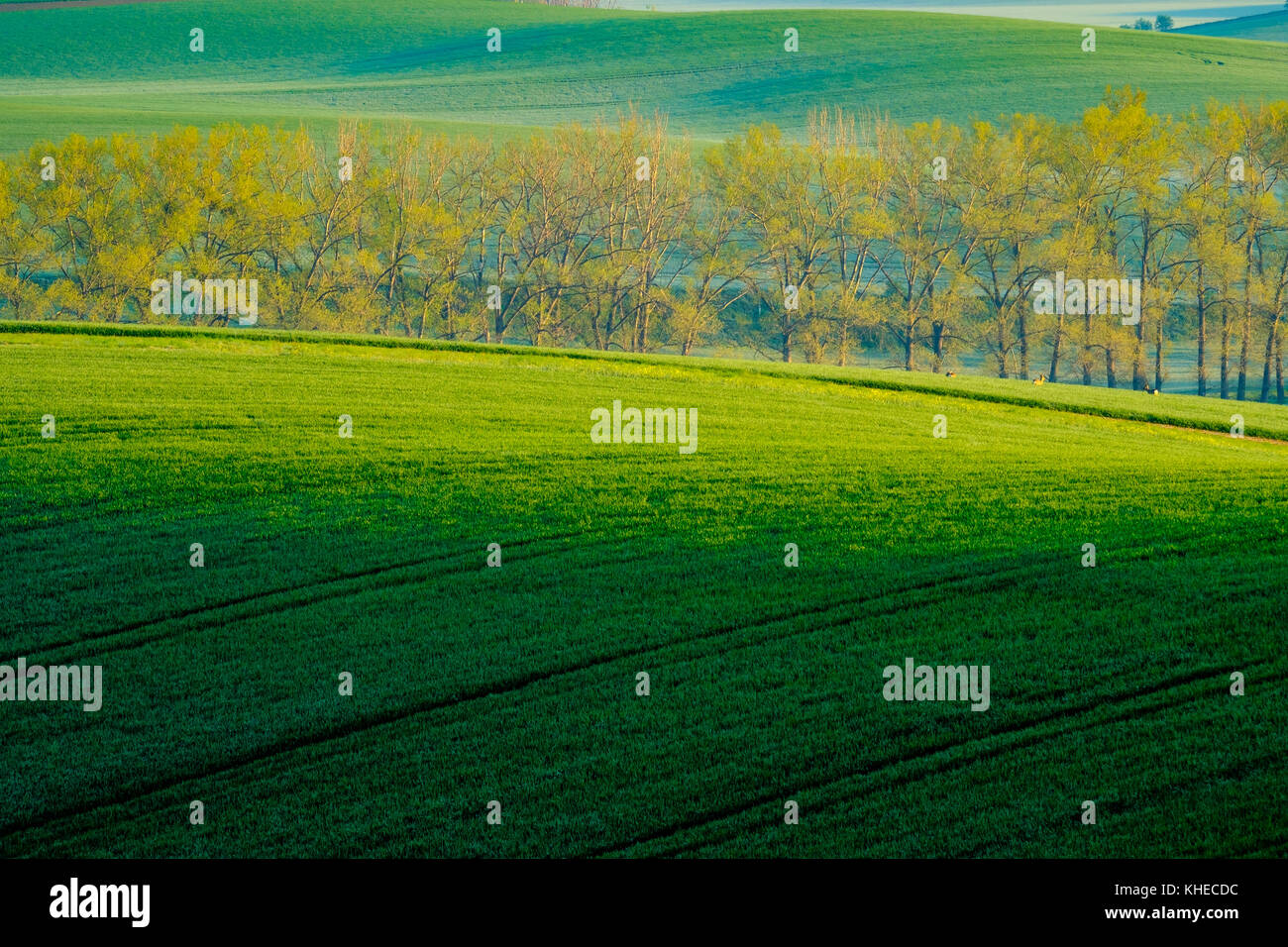 Trees on green wavy hills in South Moravia Stock Photo - Alamy