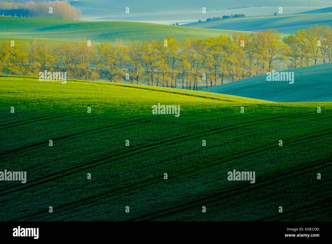 Trees on green wavy hills in South Moravia Stock Photo - Alamy