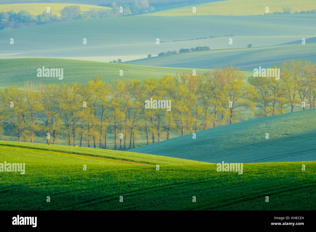 Trees on green wavy hills in South Moravia Stock Photo - Alamy