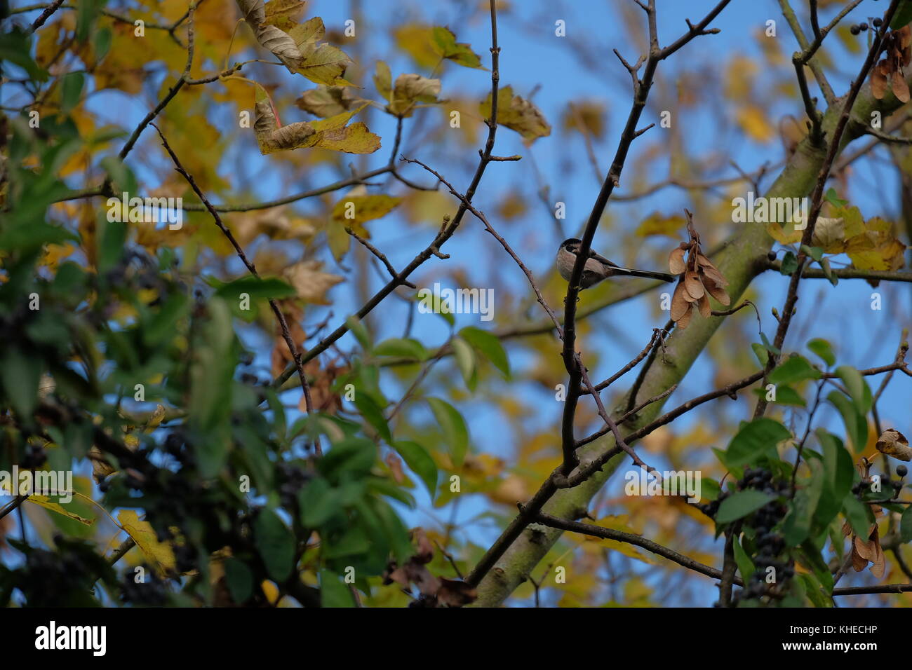 goldcrest woodland bird Stock Photo - Alamy