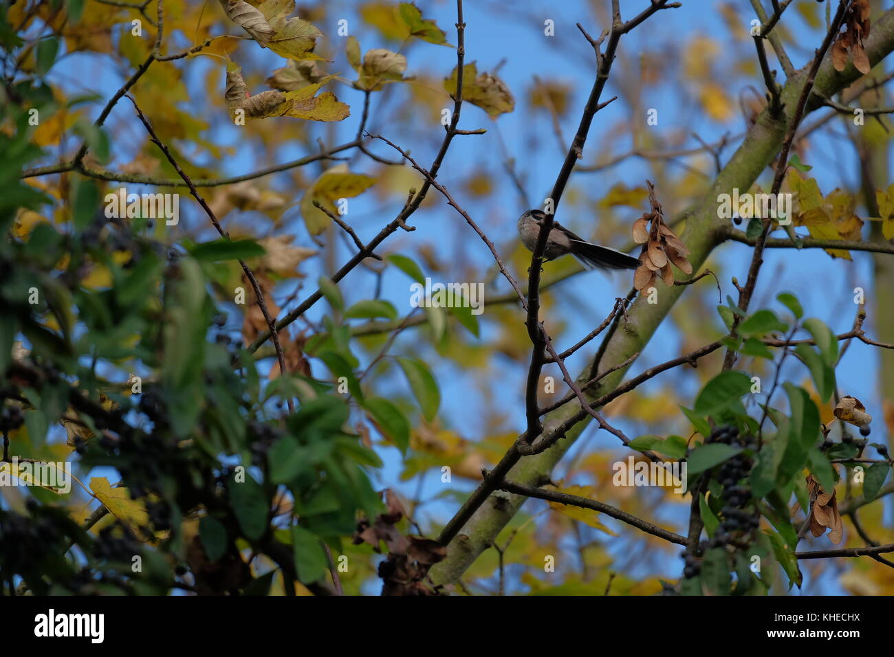 goldcrest woodland bird Stock Photo - Alamy