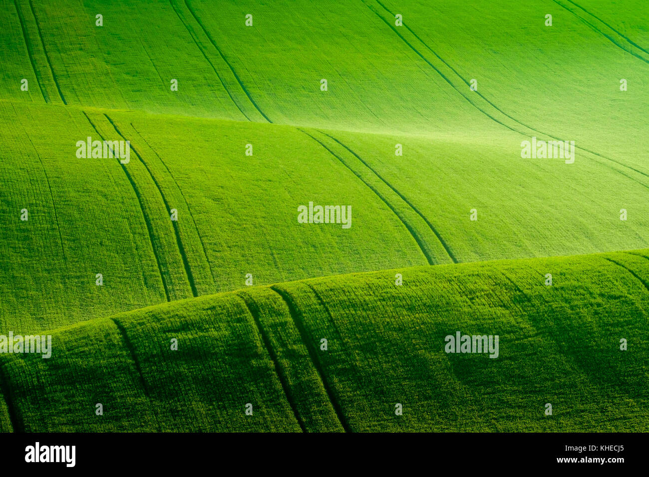 Green wavy hills in South Moravia Stock Photo - Alamy