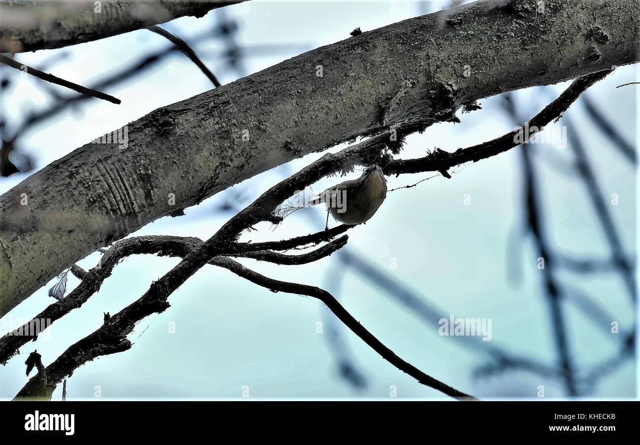 goldcrest woodland bird Stock Photo - Alamy