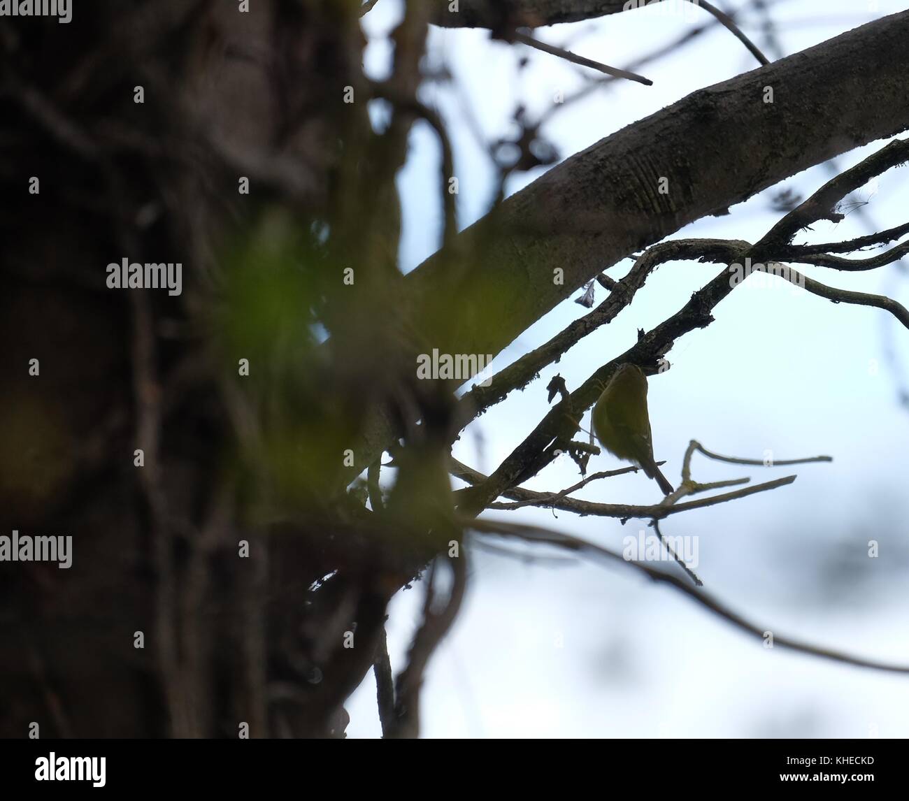 goldcrest woodland bird Stock Photo - Alamy