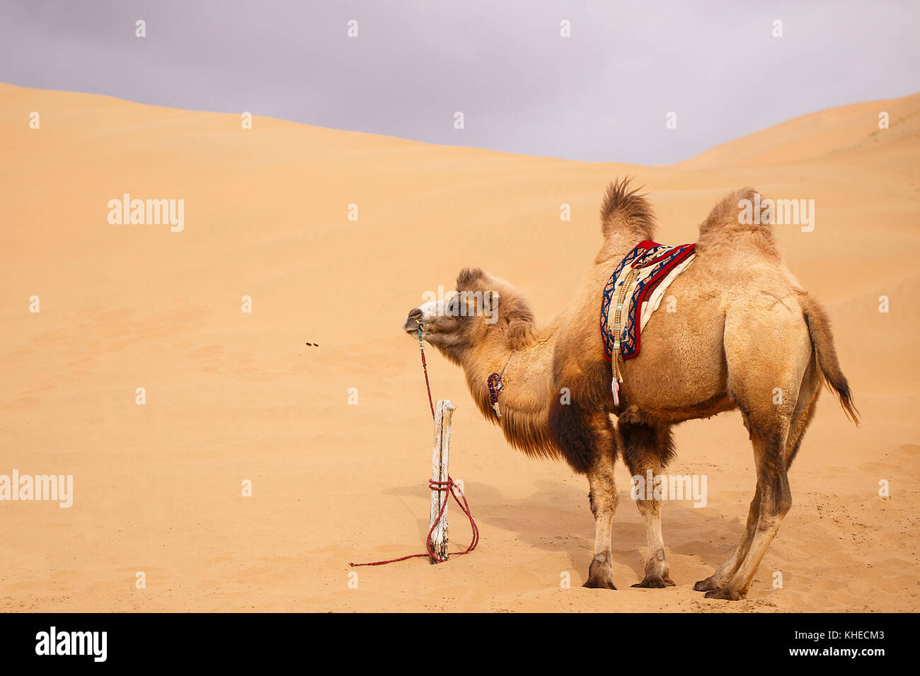 China camel jade hi-res stock photography and images - Alamy