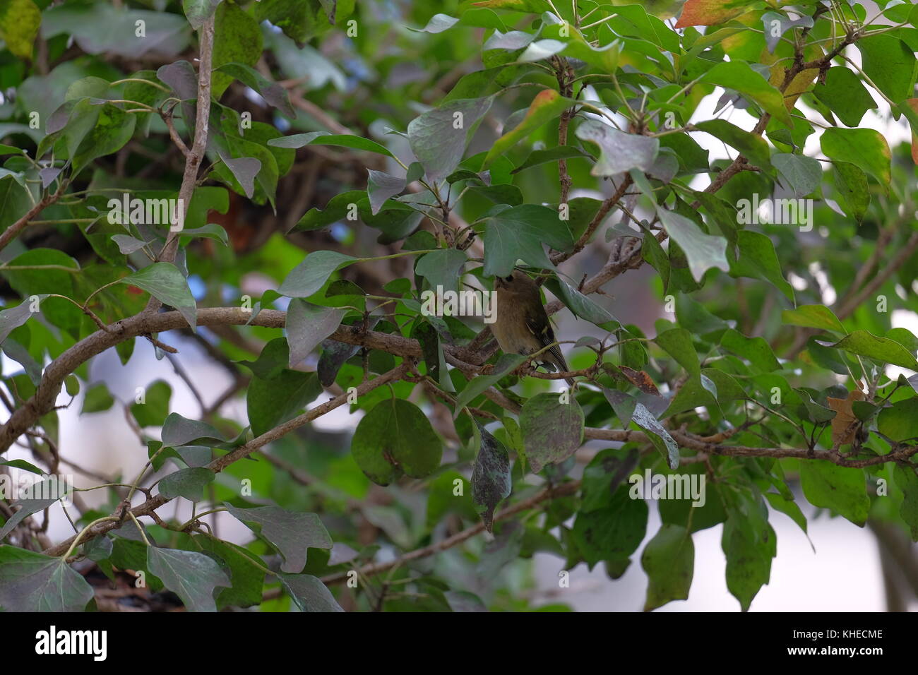 goldcrest woodland bird Stock Photo - Alamy