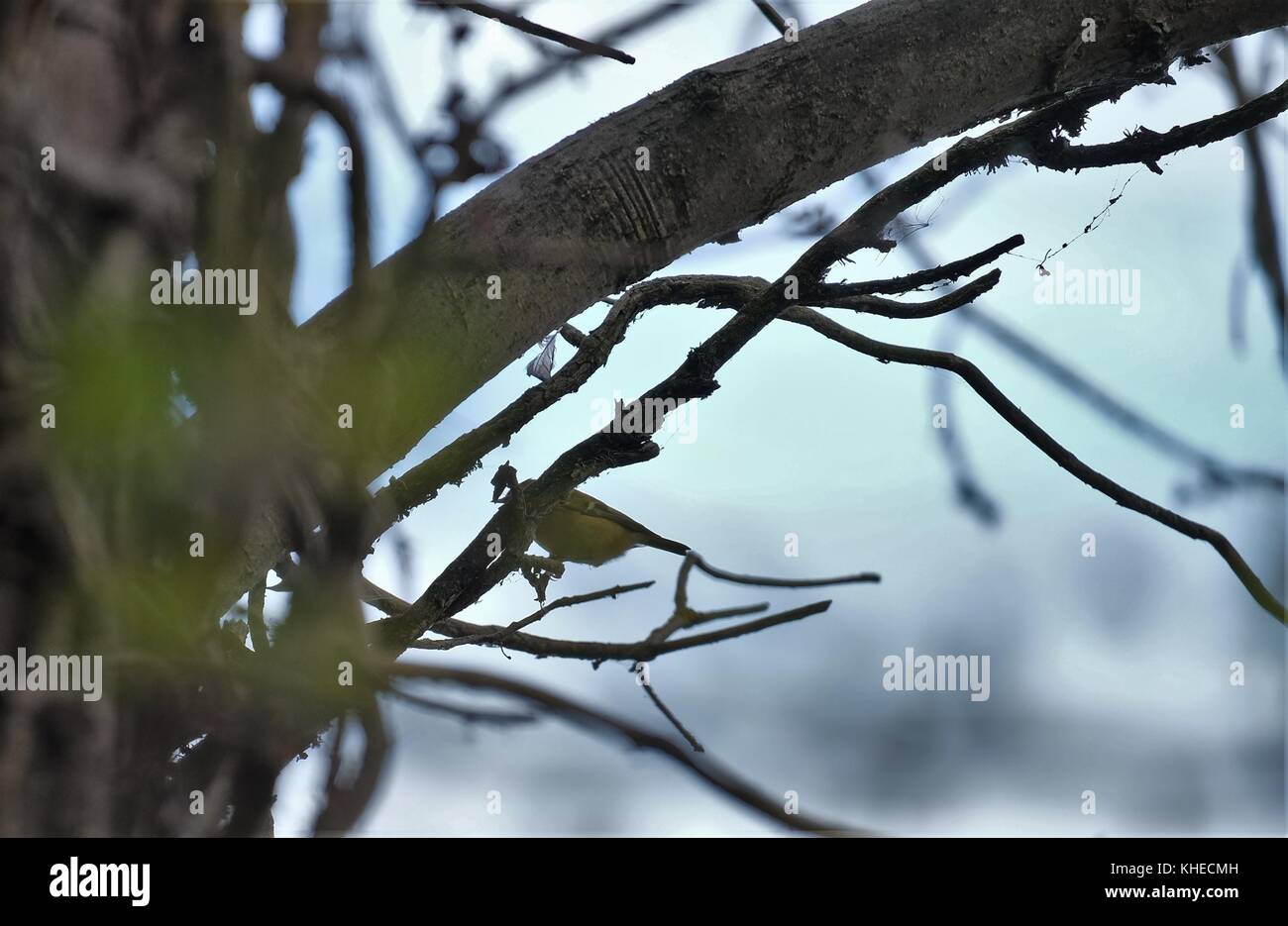 goldcrest woodland bird Stock Photo - Alamy