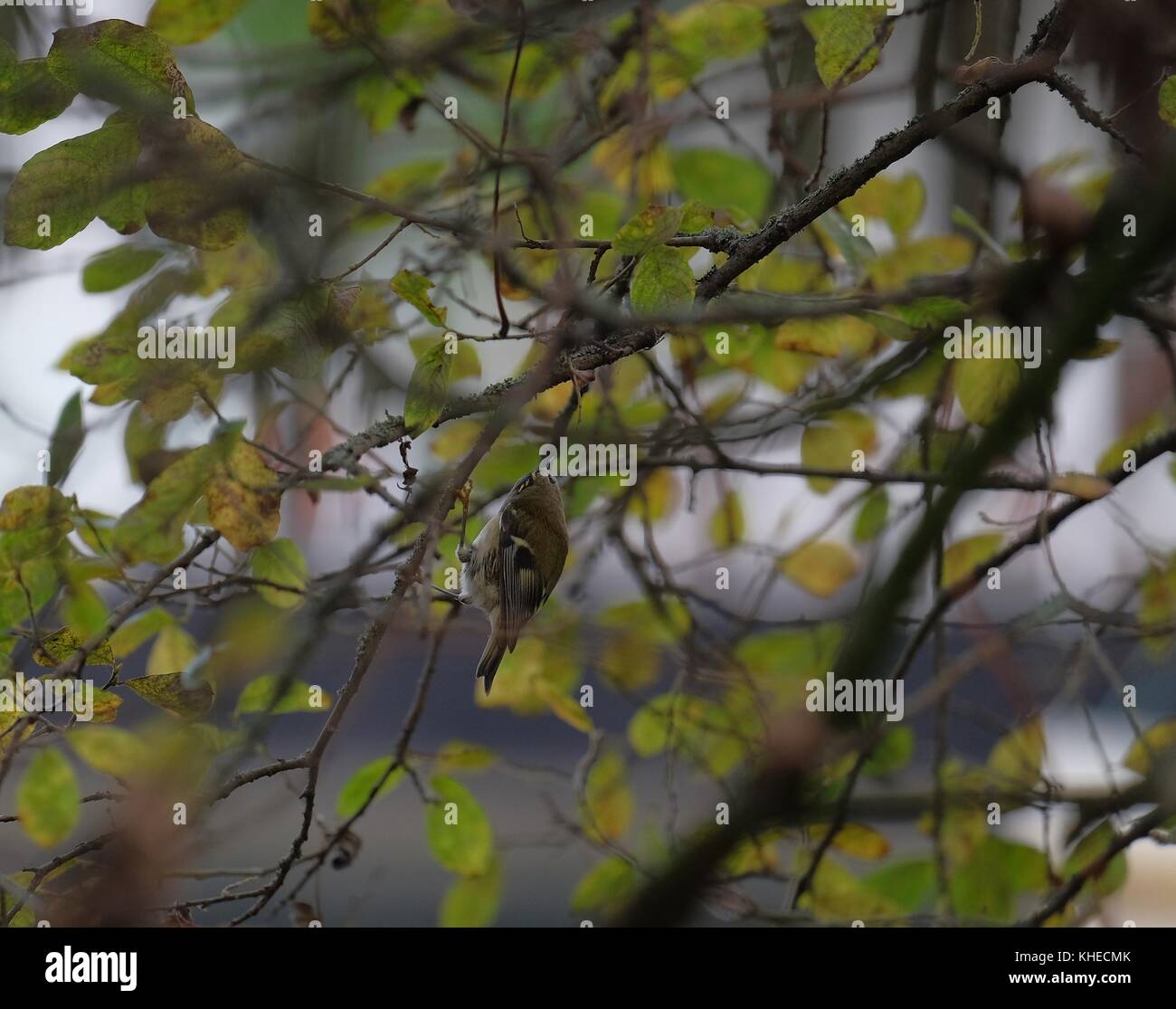 goldcrest woodland bird Stock Photo - Alamy