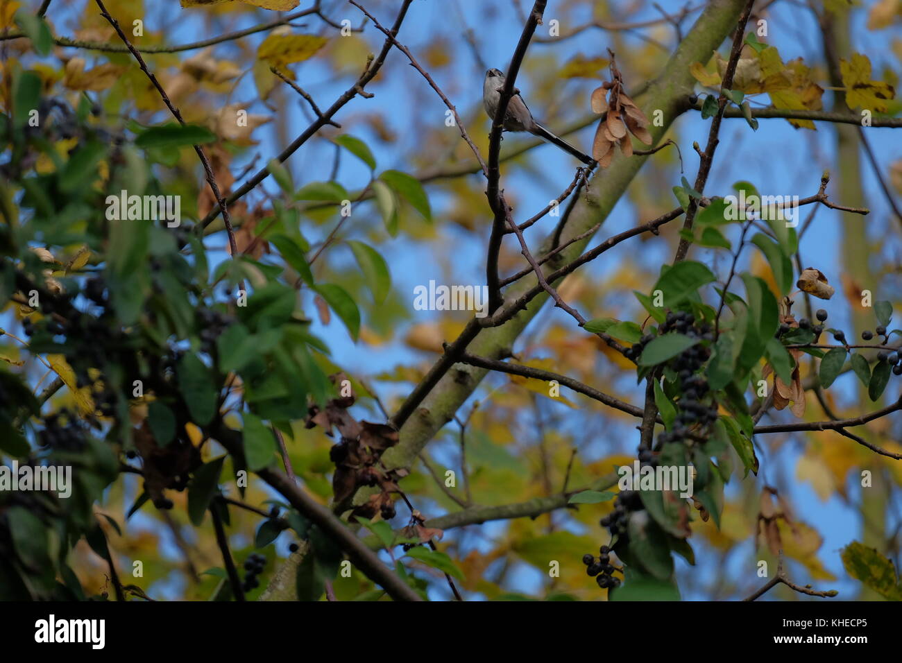 goldcrest woodland bird Stock Photo - Alamy