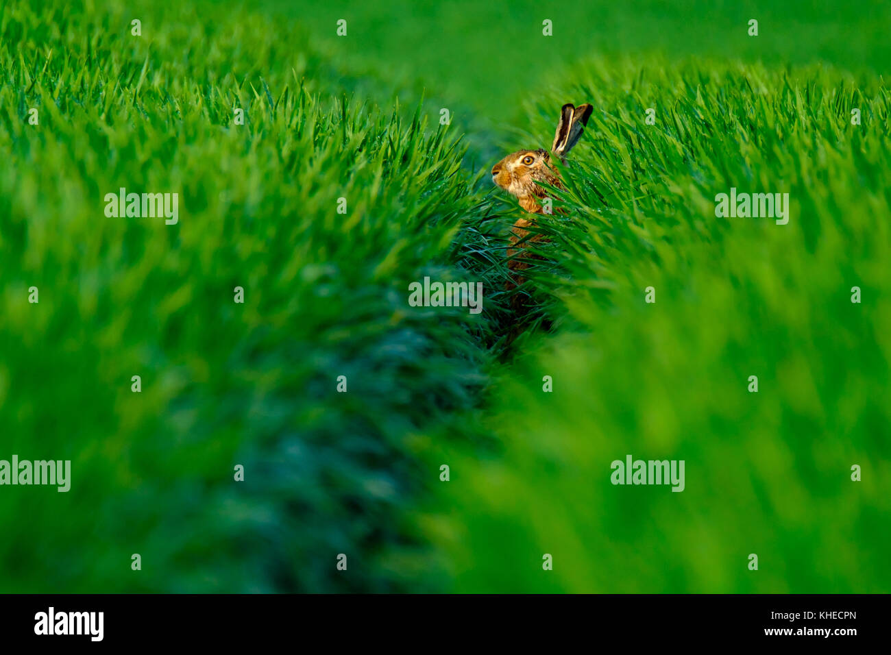 Wild hare in a green field Stock Photo - Alamy