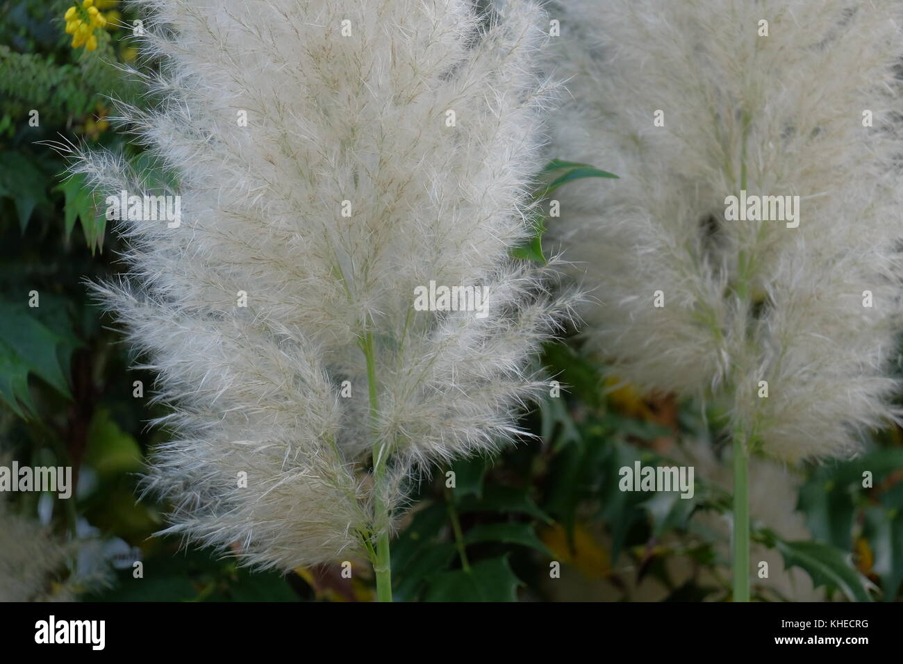 Pampas grass seed head hi-res stock photography and images - Alamy