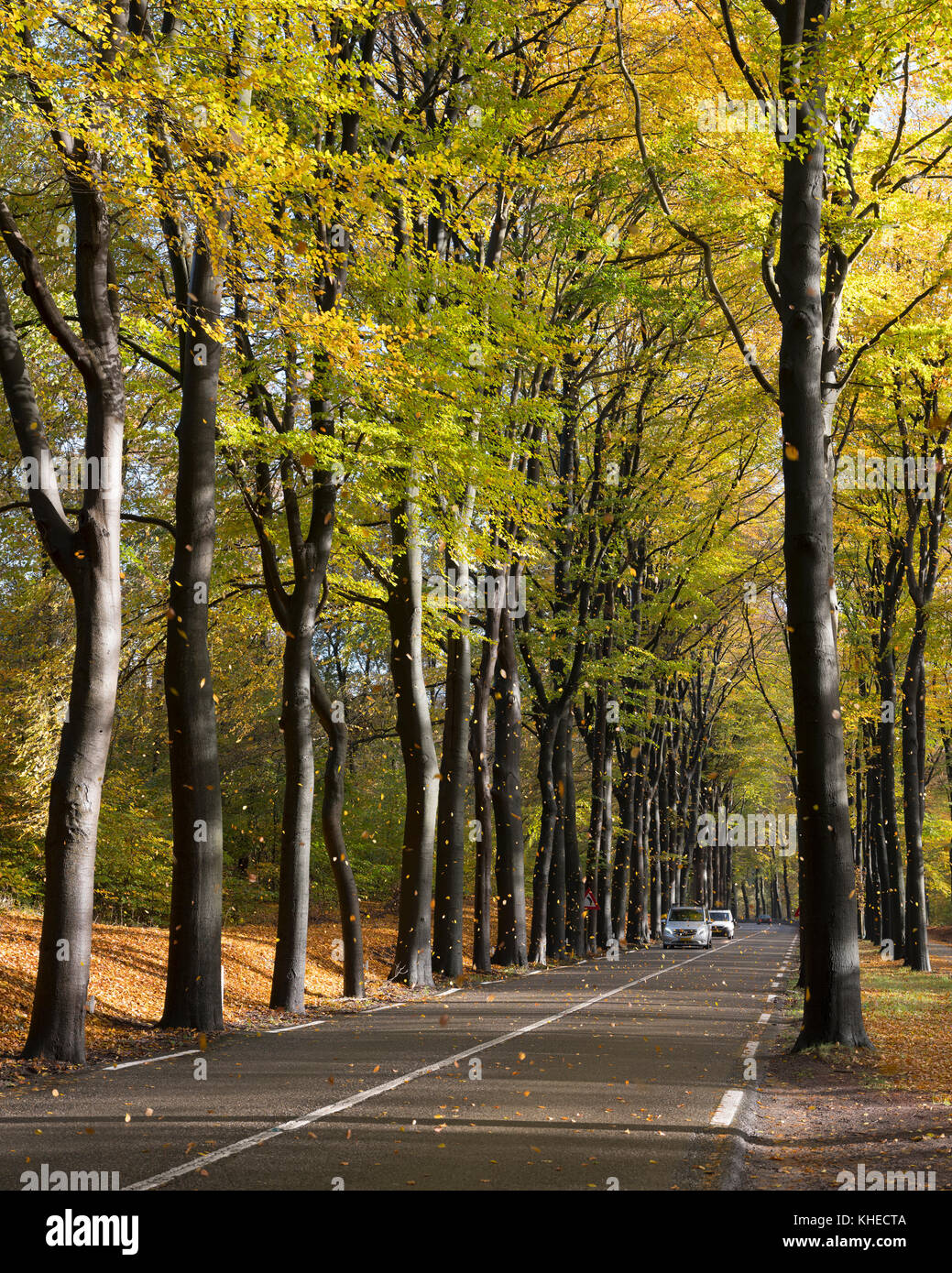 Tree fall on car hi-res stock photography and images - Alamy