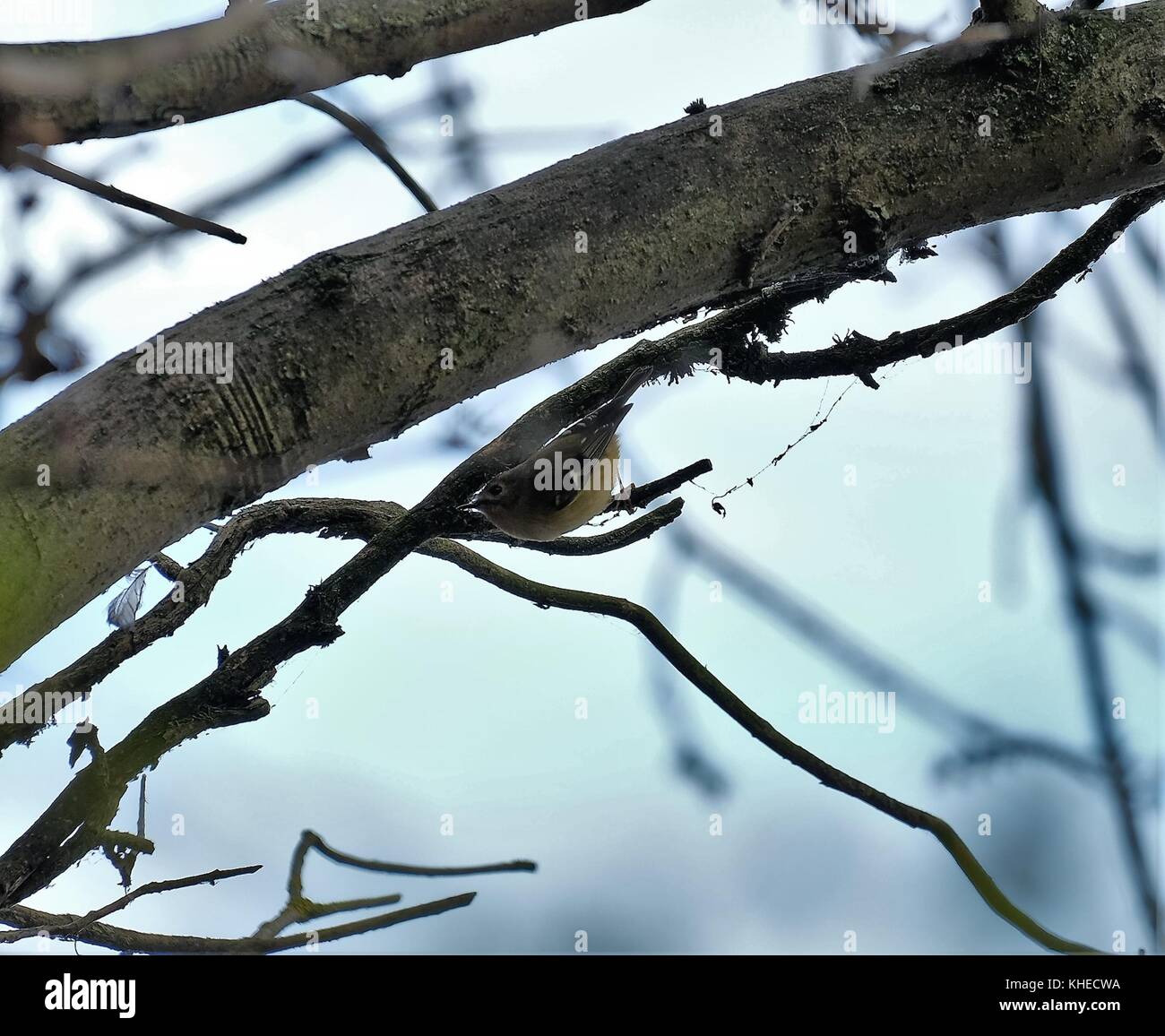 goldcrest woodland bird Stock Photo - Alamy