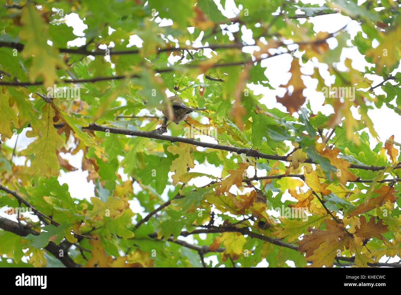 goldcrest woodland bird Stock Photo - Alamy