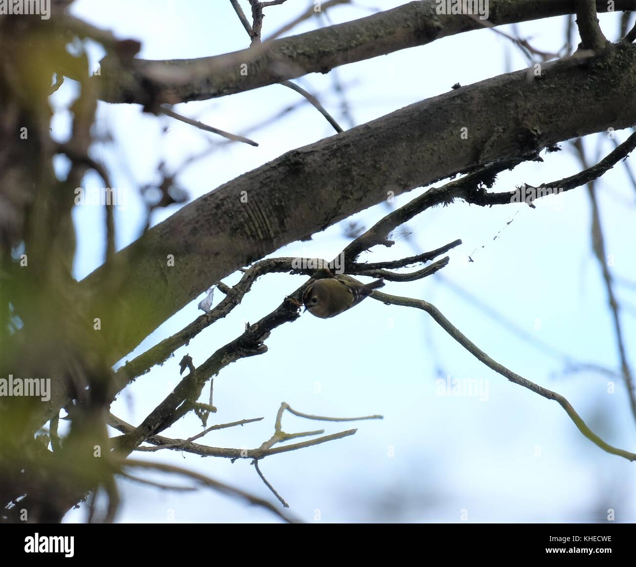 goldcrest woodland bird Stock Photo - Alamy