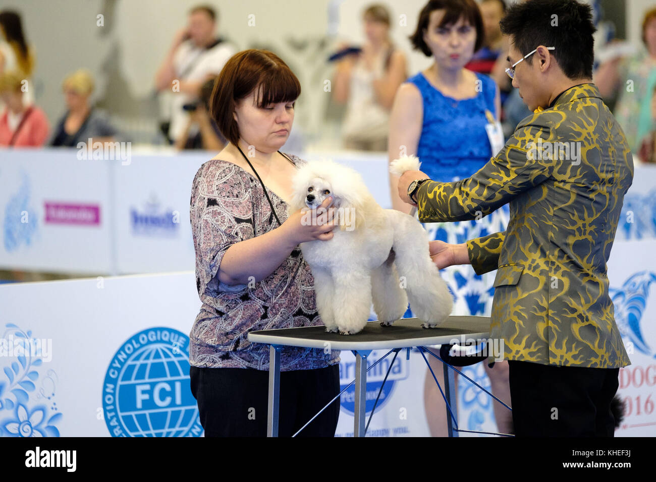 Judge examining dog on the World Dog Show Stock Photo - Alamy