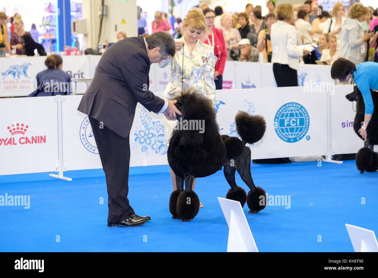 Judge examining dog on the World Dog Show Stock Photo - Alamy