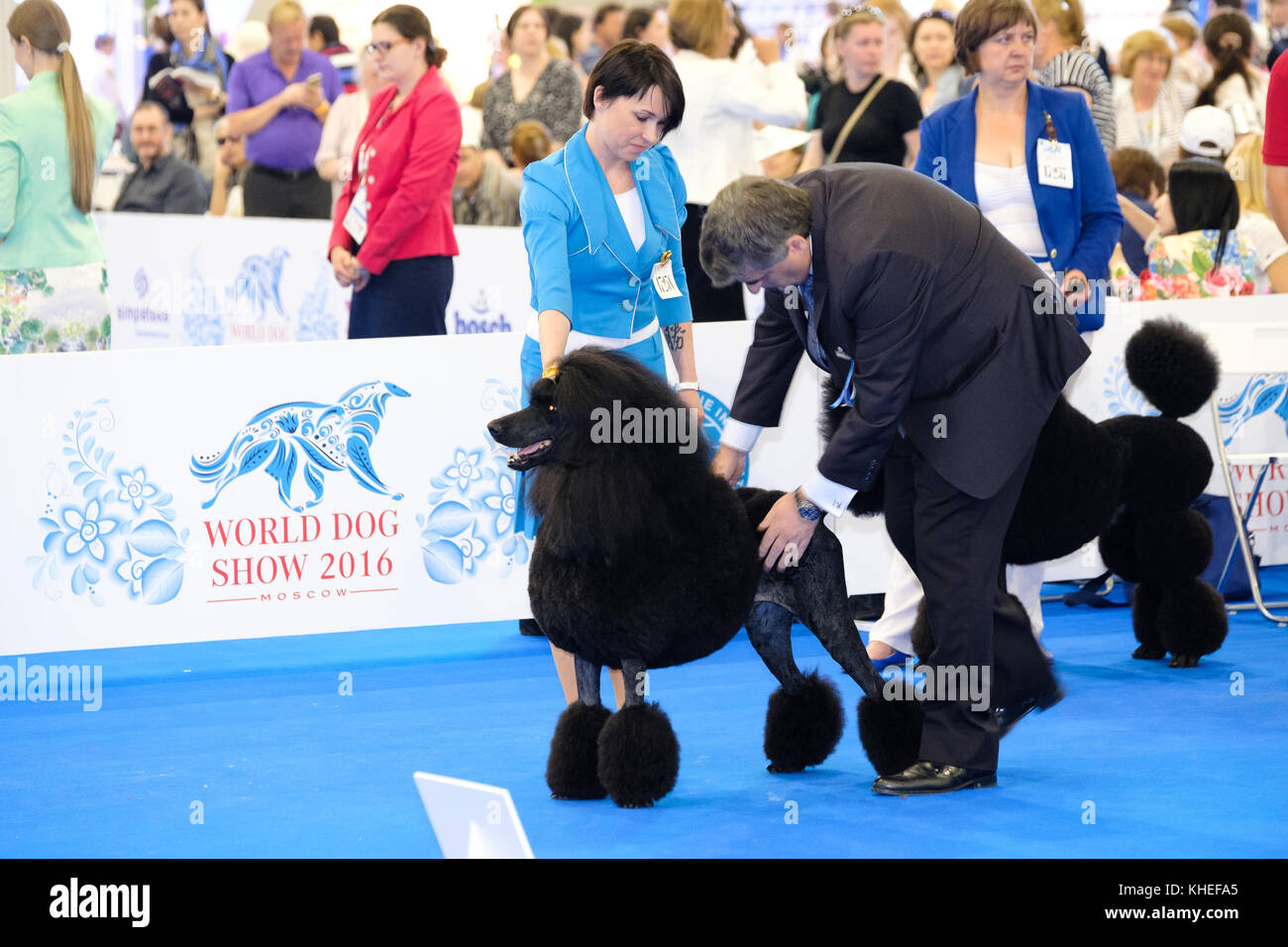 Judge examining dog on the World Dog Show Stock Photo - Alamy