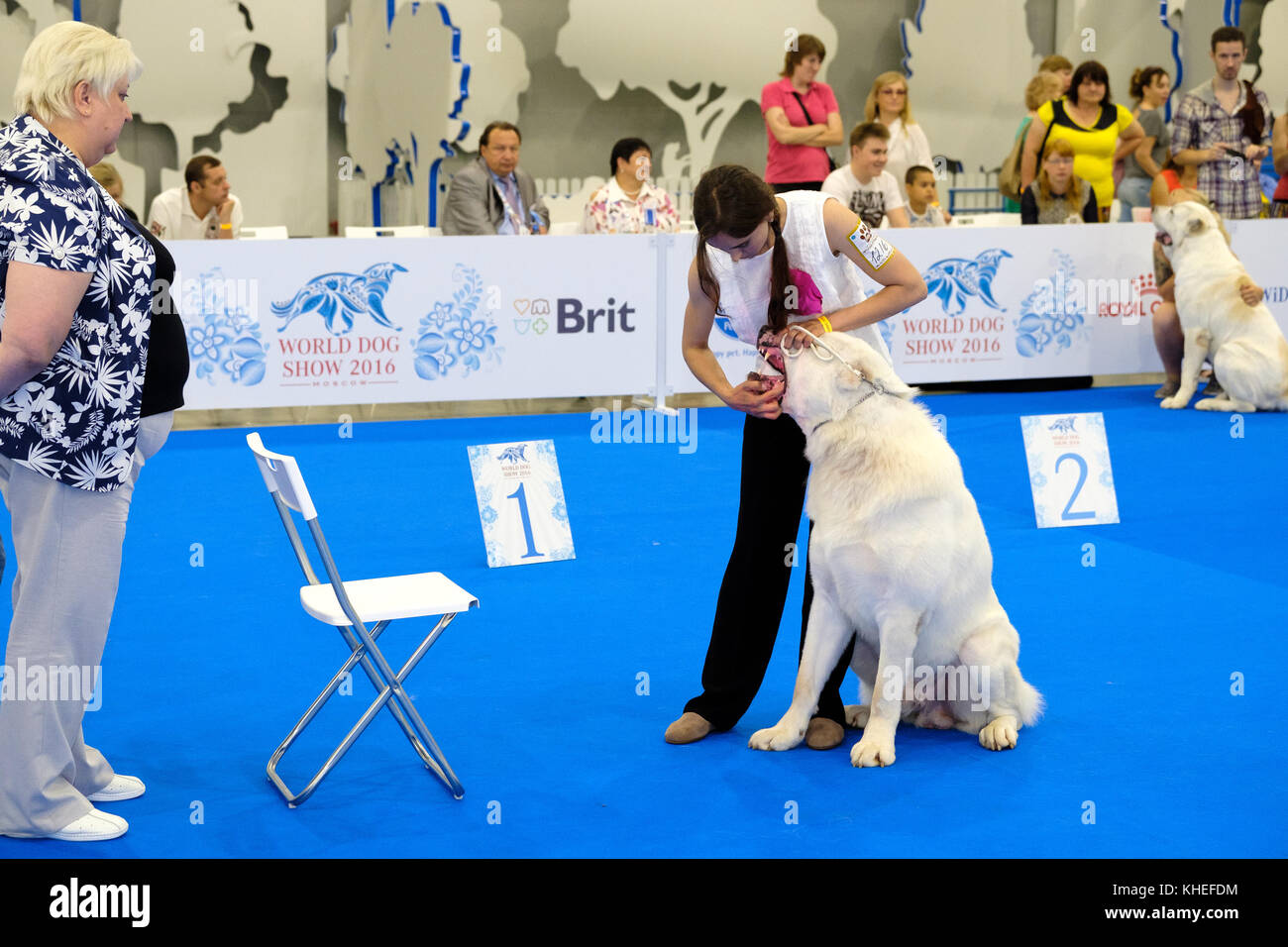 Judge examining dog on the World Dog Show Stock Photo - Alamy