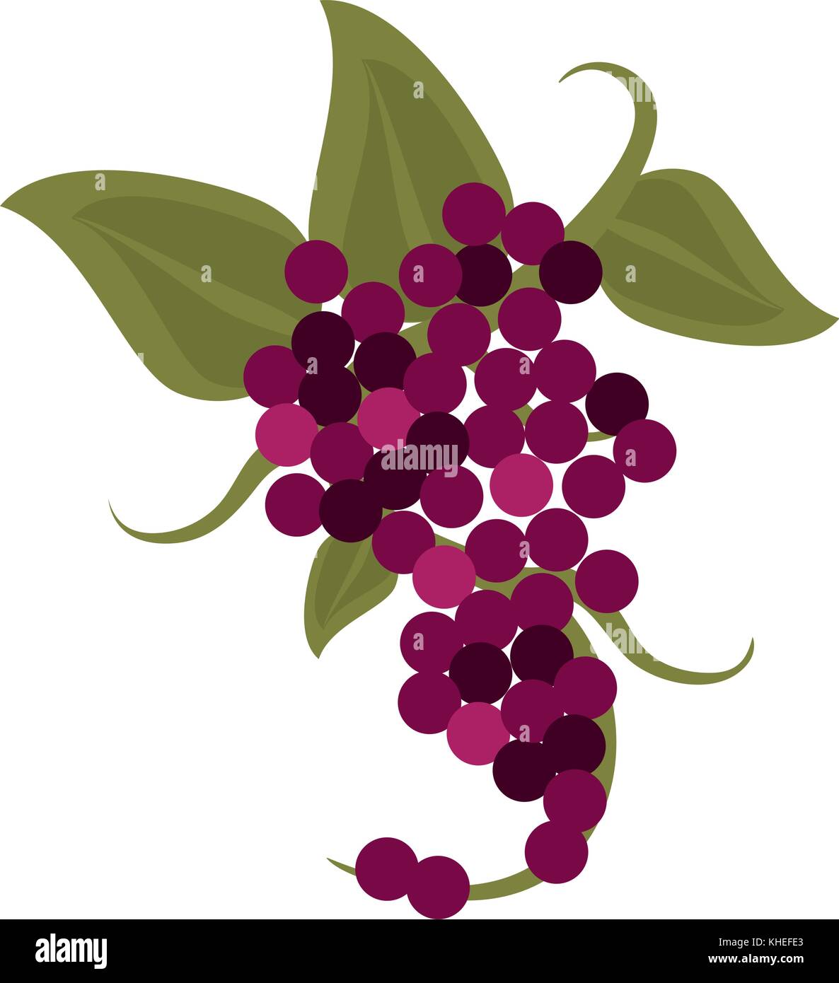 Delicious grapes fruit Stock Vector Image & Art - Alamy