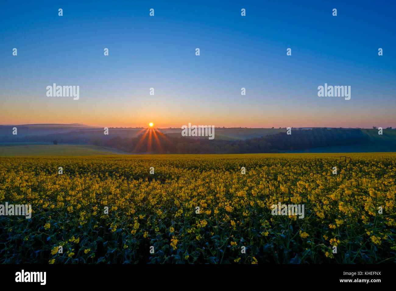 Beautiful colza hi-res stock photography and images - Alamy