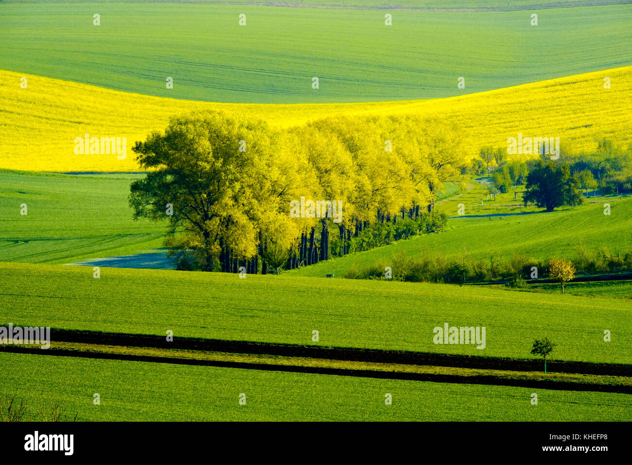 Wavy meadows spring landscape in South Moravia Stock Photo - Alamy